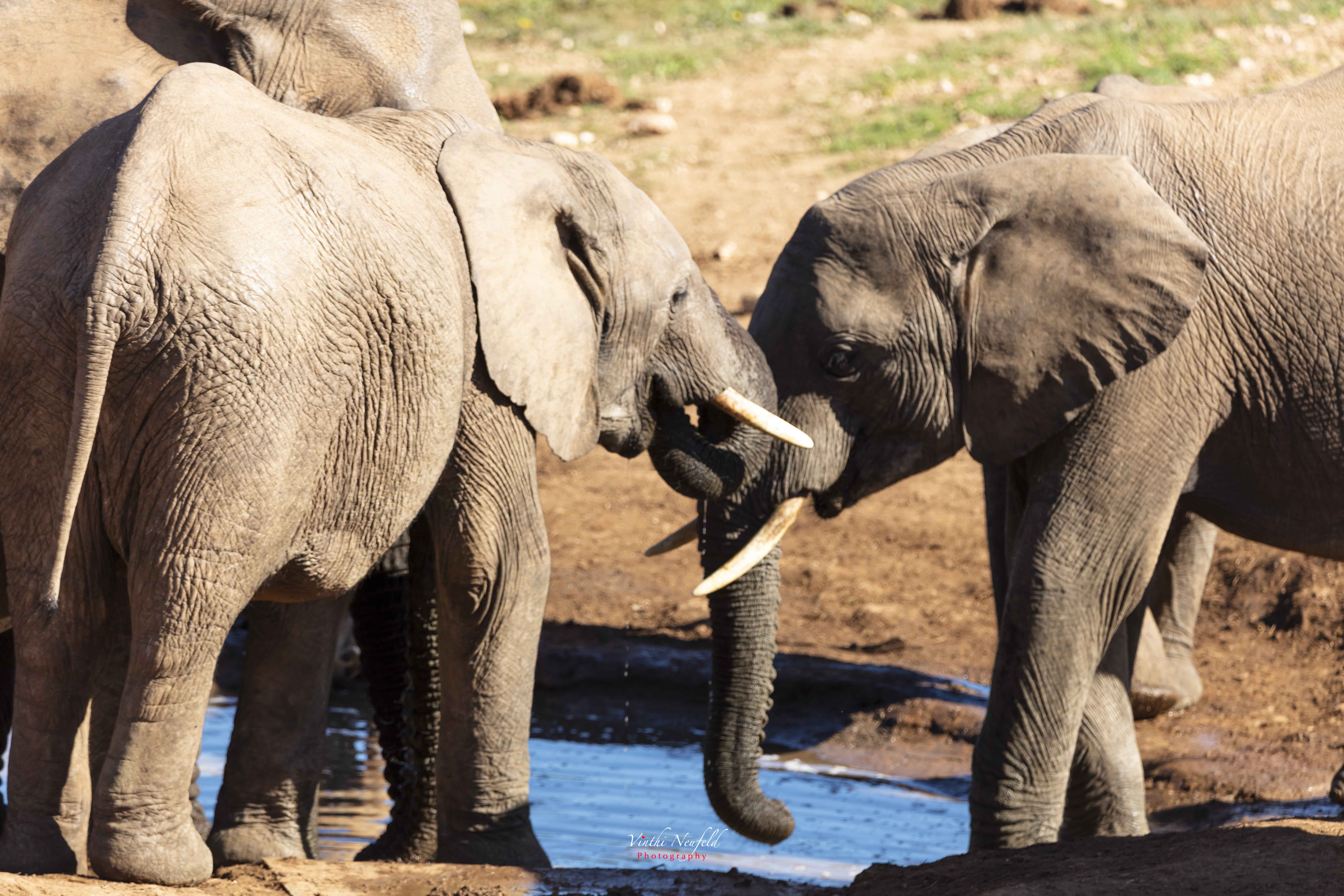 Addo Elephant Park & Eastern Cape Safaris